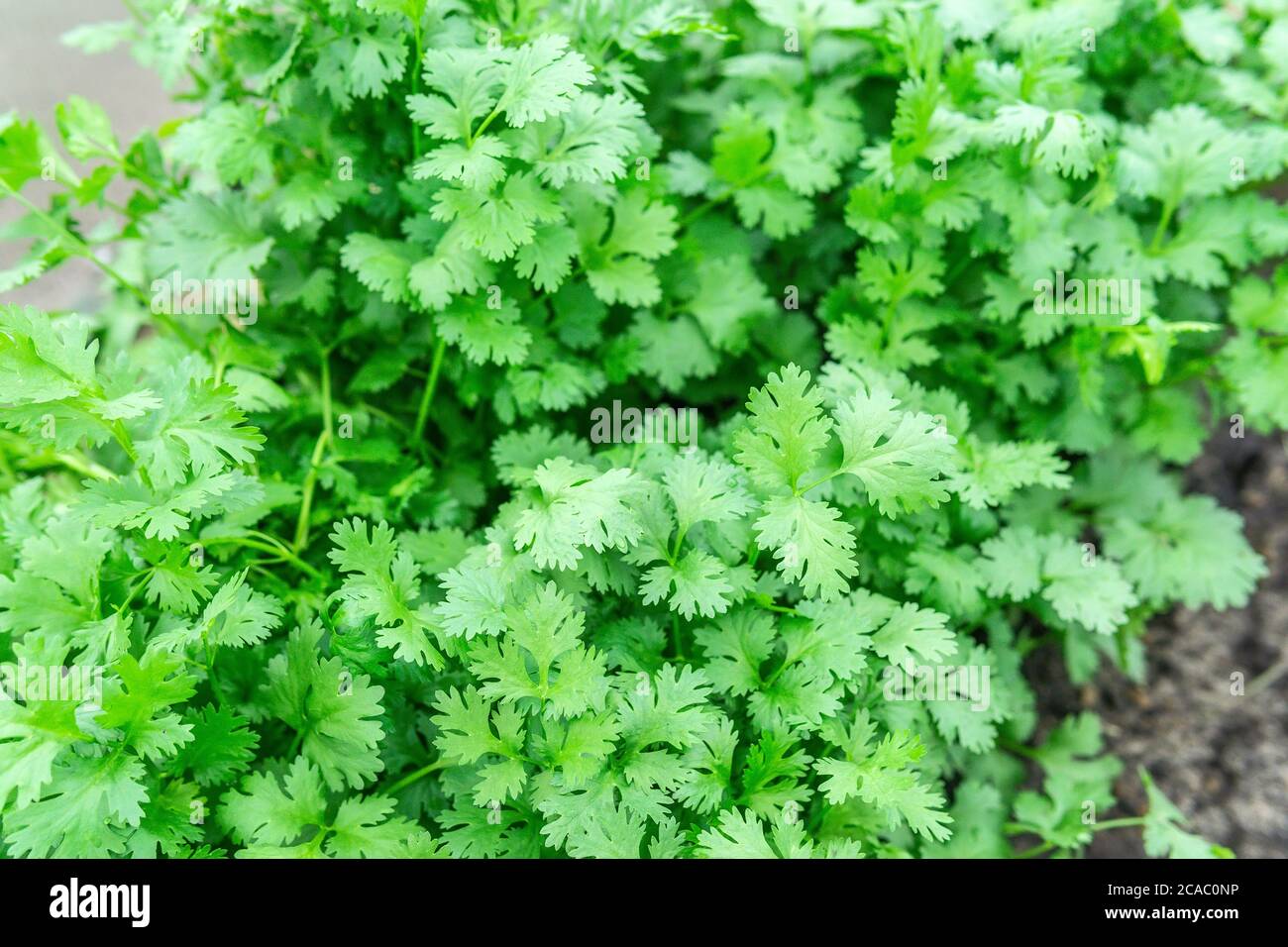 Coriander plant leaf growing in the garden. Green coriander leaves ...