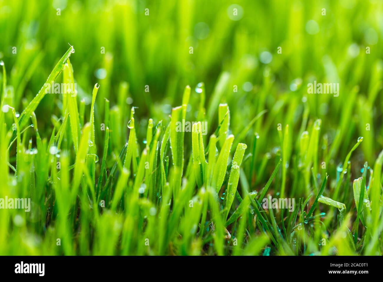 Beauty Backgrounds With Foliage Green Grass Dew Drops And Bokeh Banner With Copy Space Stock