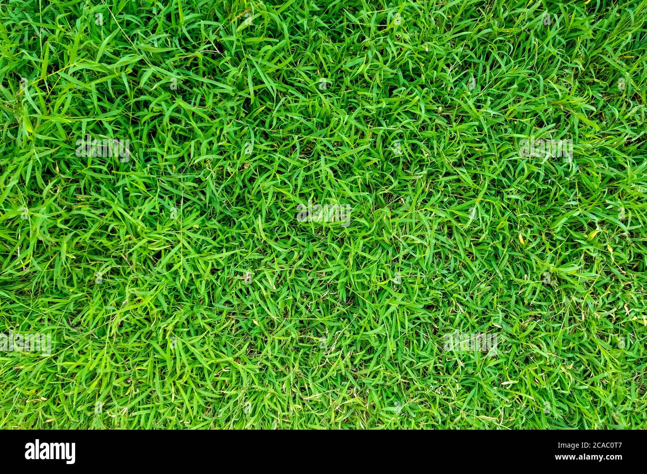 Green grass texture for background. Green lawn pattern and texture ...