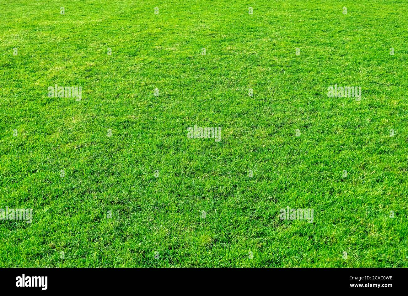 Background of green grass field. Green grass pattern and texture. Green ...