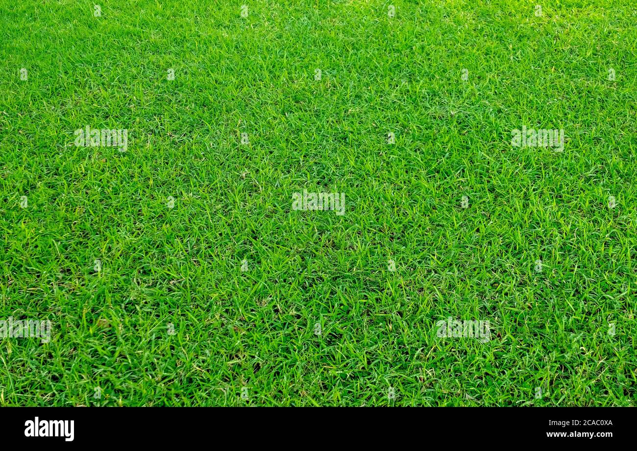 Background of green grass field. Green grass pattern and texture. Green ...