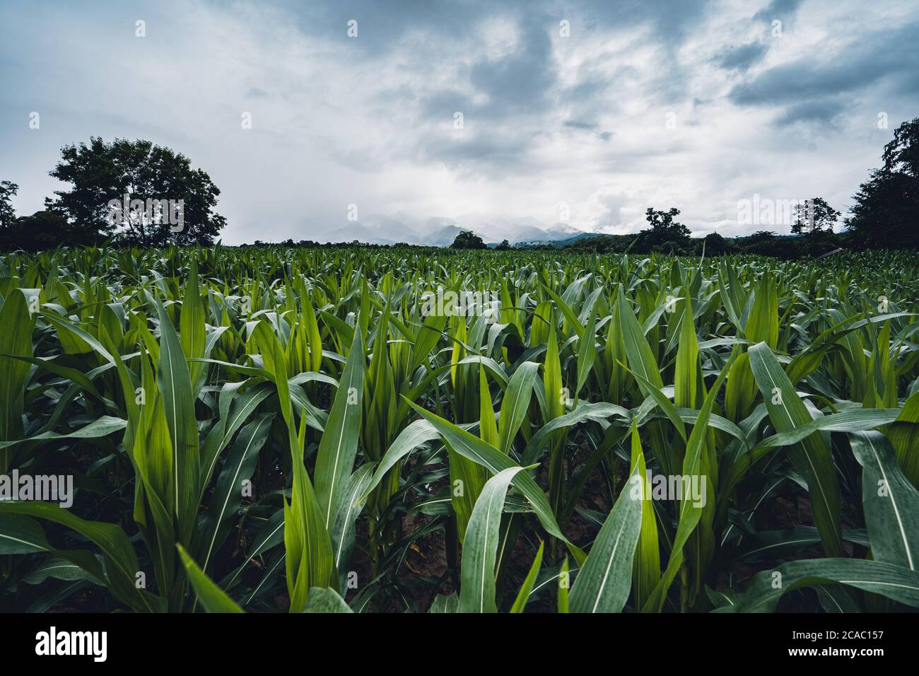 Rice fields Water in rice fields planting in the rainy season Stock ...