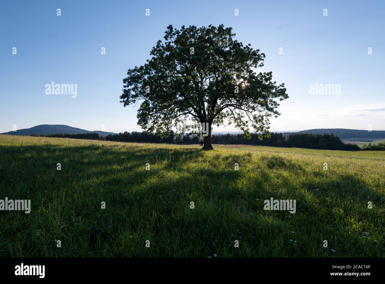 Black Elder Tree High Resolution Stock Photography and Images - Alamy