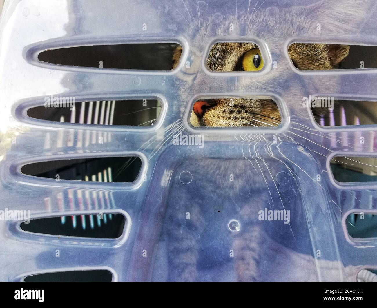 Closeup of a domestic cat in a small plastic cat crate, looking at the ...