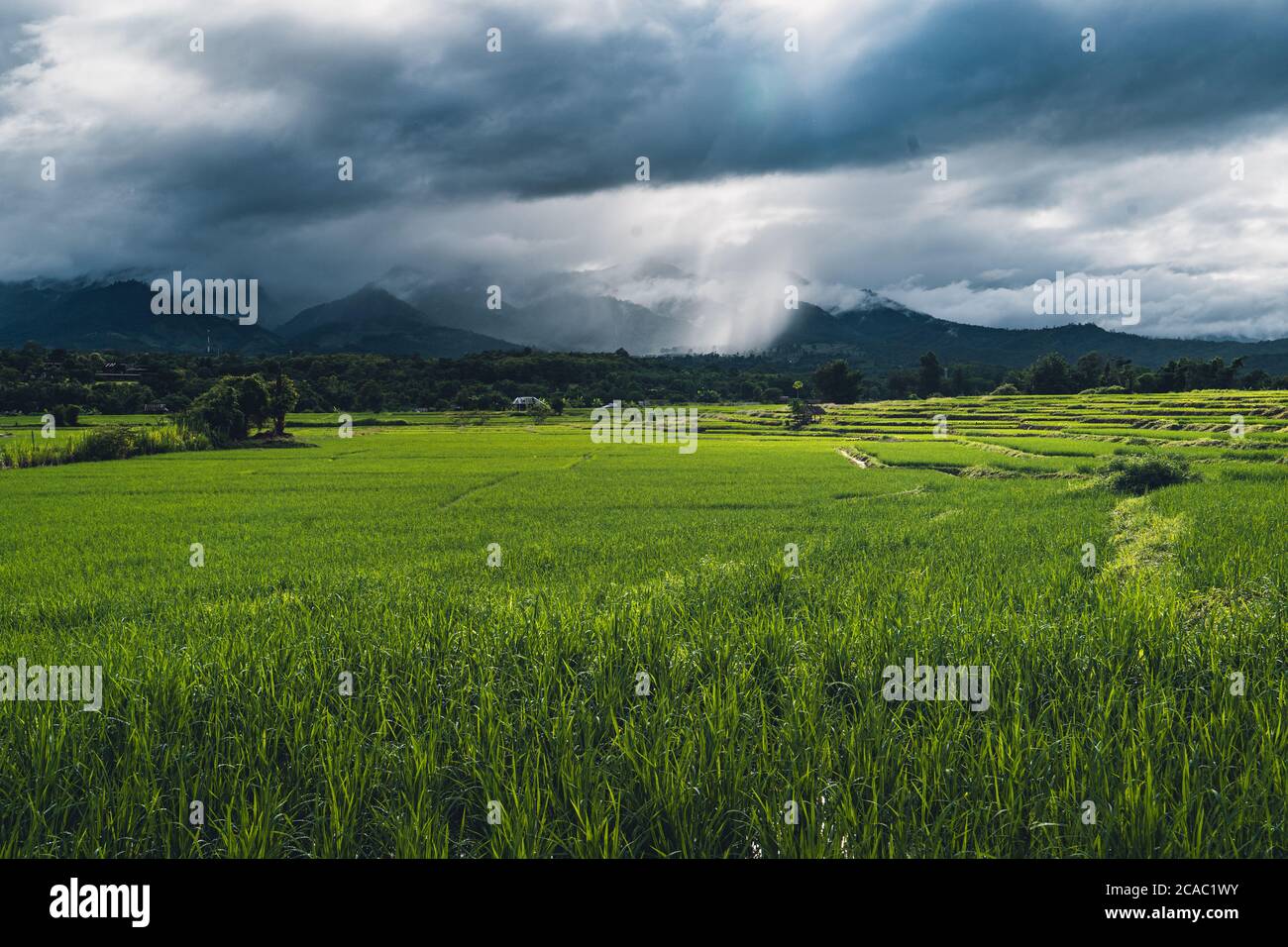 Rice fields Water in rice fields planting in the rainy season Stock ...