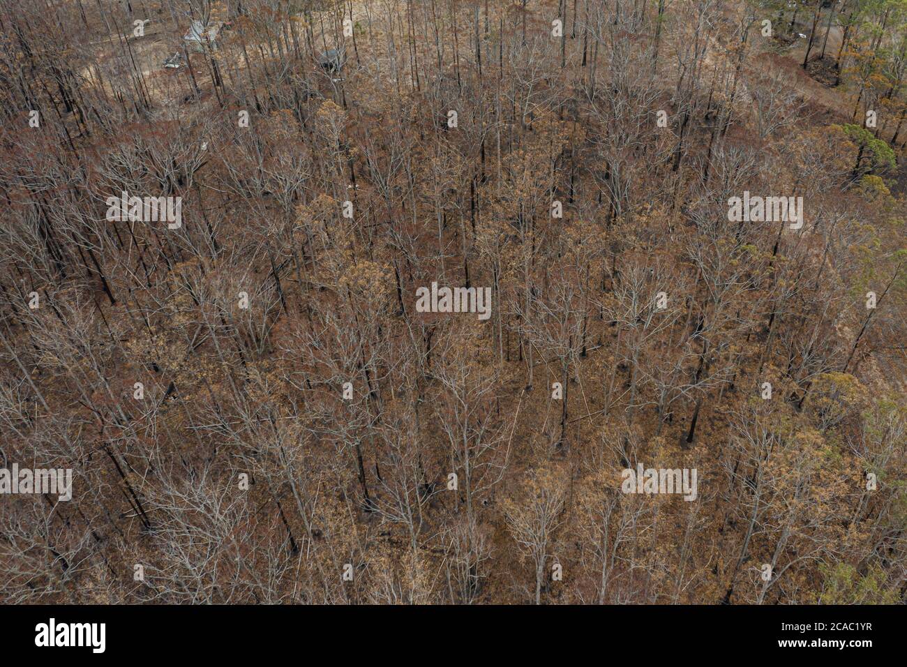 burnt forest after bushfire Stock Photo - Alamy