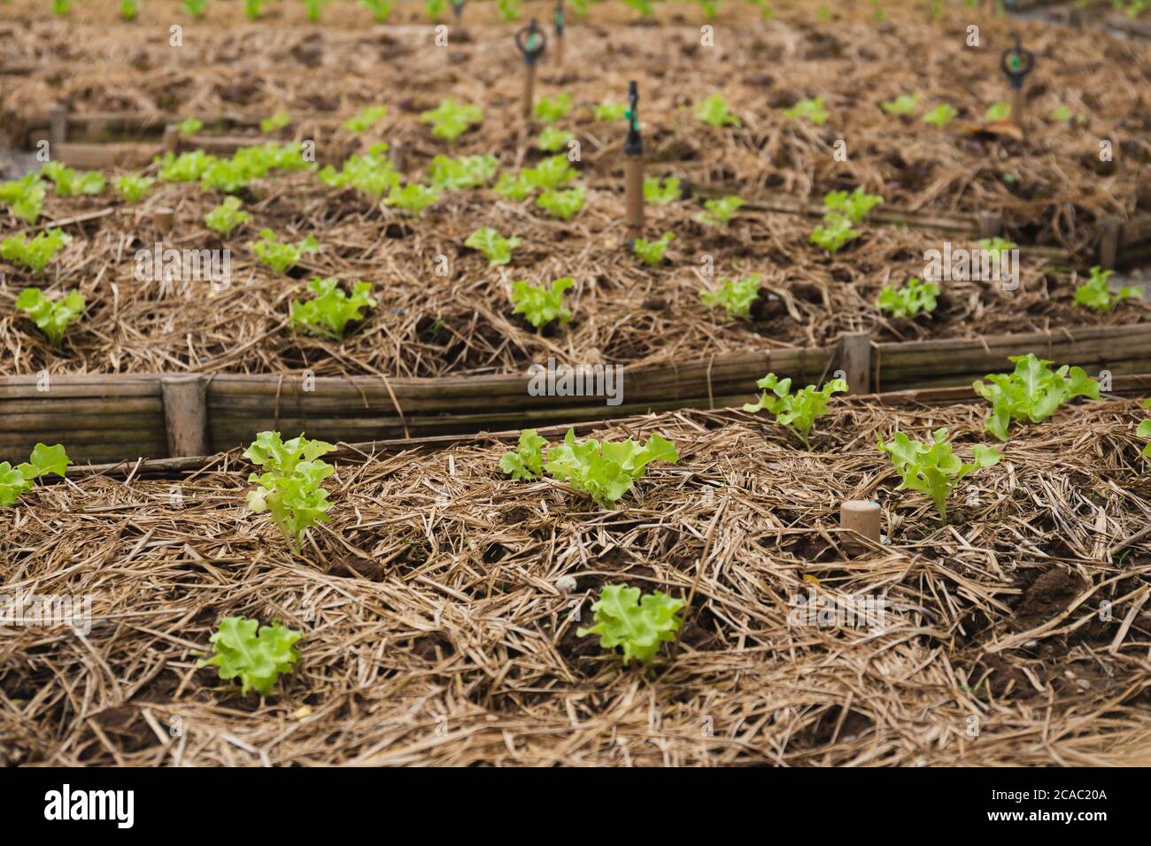 Young green vegetable grown in a organic farm with rice straw ...