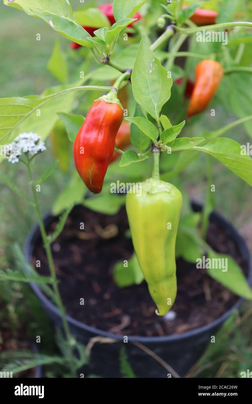 Close up potted pepper hi-res stock photography and images - Alamy