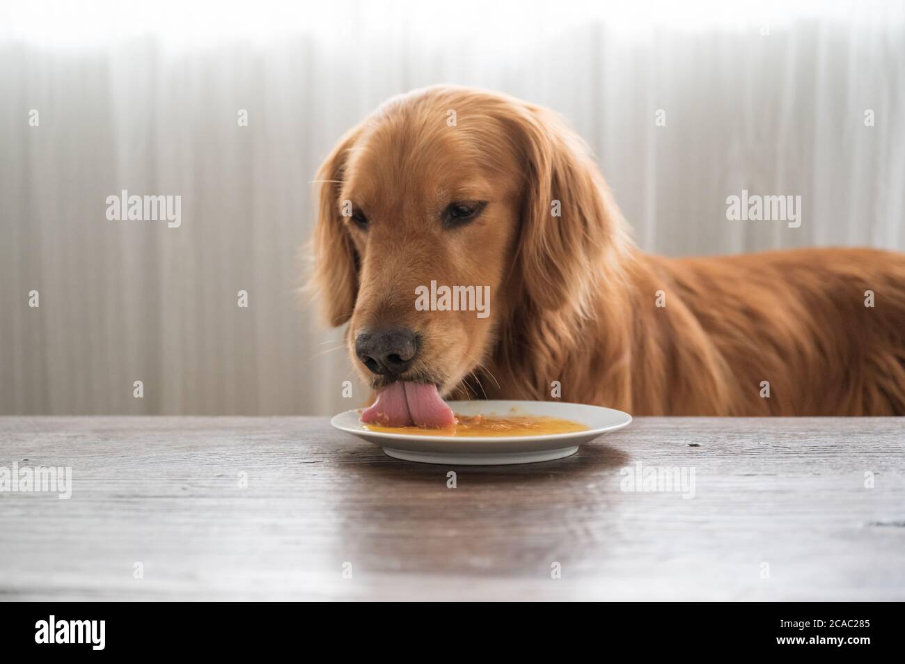 Golden retriever eating food on the plate Stock Photo - Alamy
