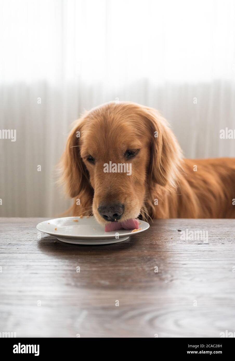 What Golden Retriever Can Eat