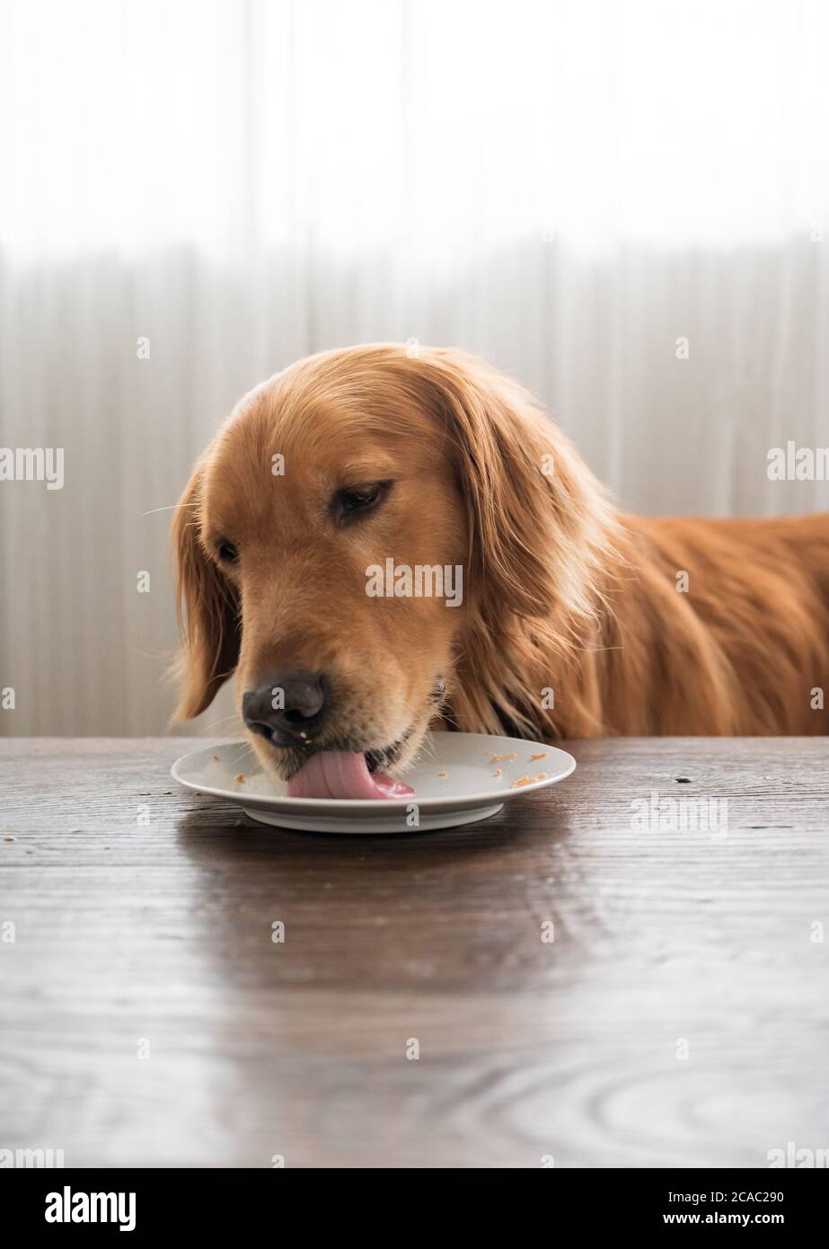 Golden retriever eating food on the plate Stock Photo - Alamy