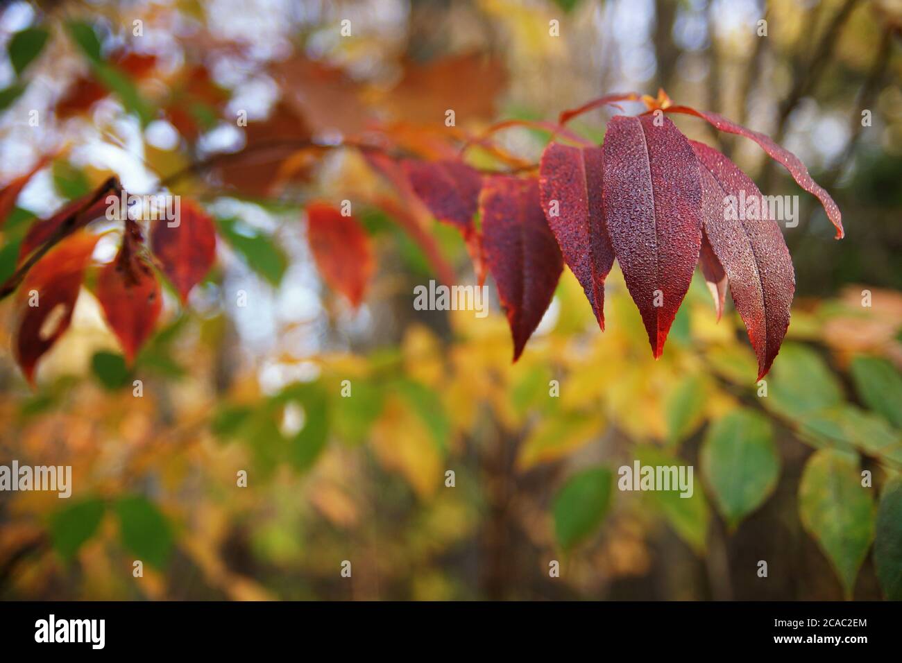 Autumn in the forest, rainy day, rain drops on colored leaves, close ...