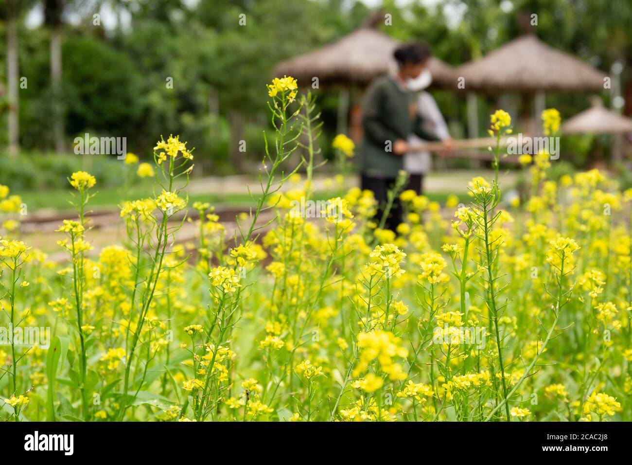 Yellow flower of fresh organic Chinese Cabbage or Choi sum vegetable in ...