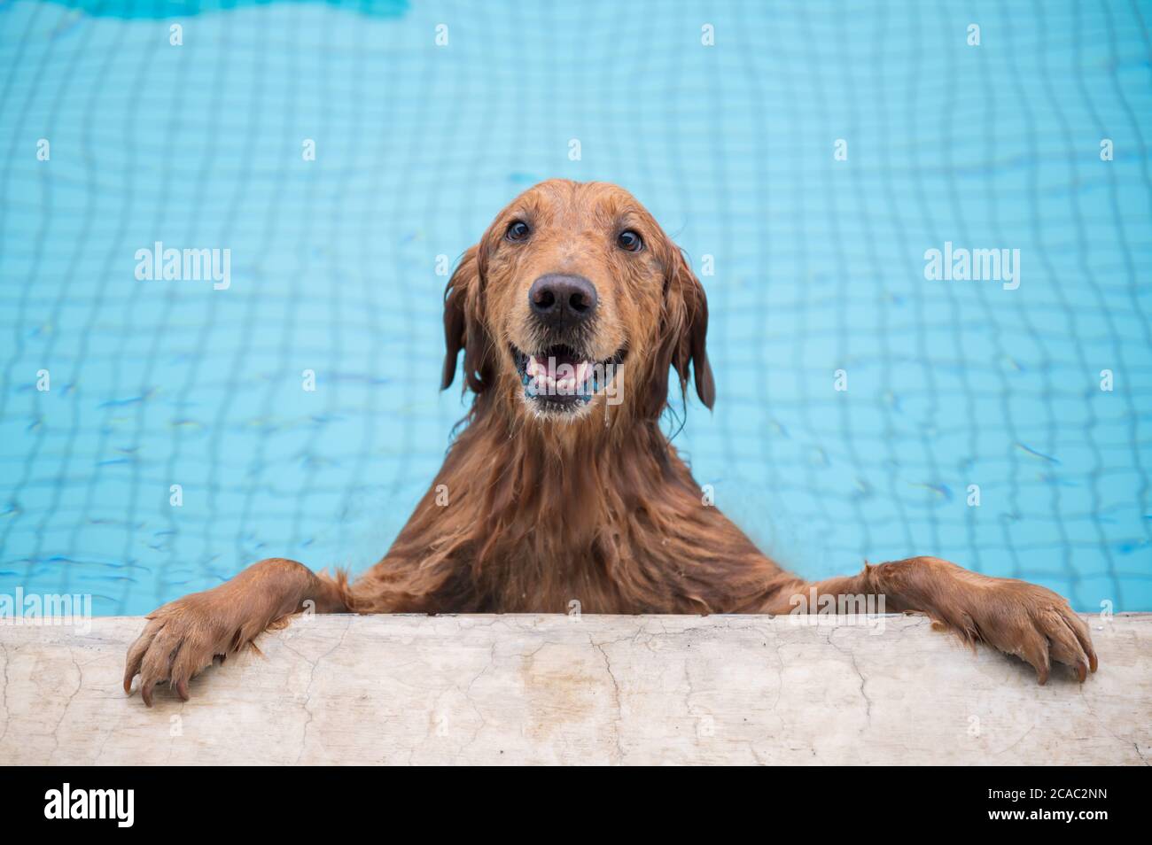 Golden retriever swimming and playing in the pool Stock Photo - Alamy