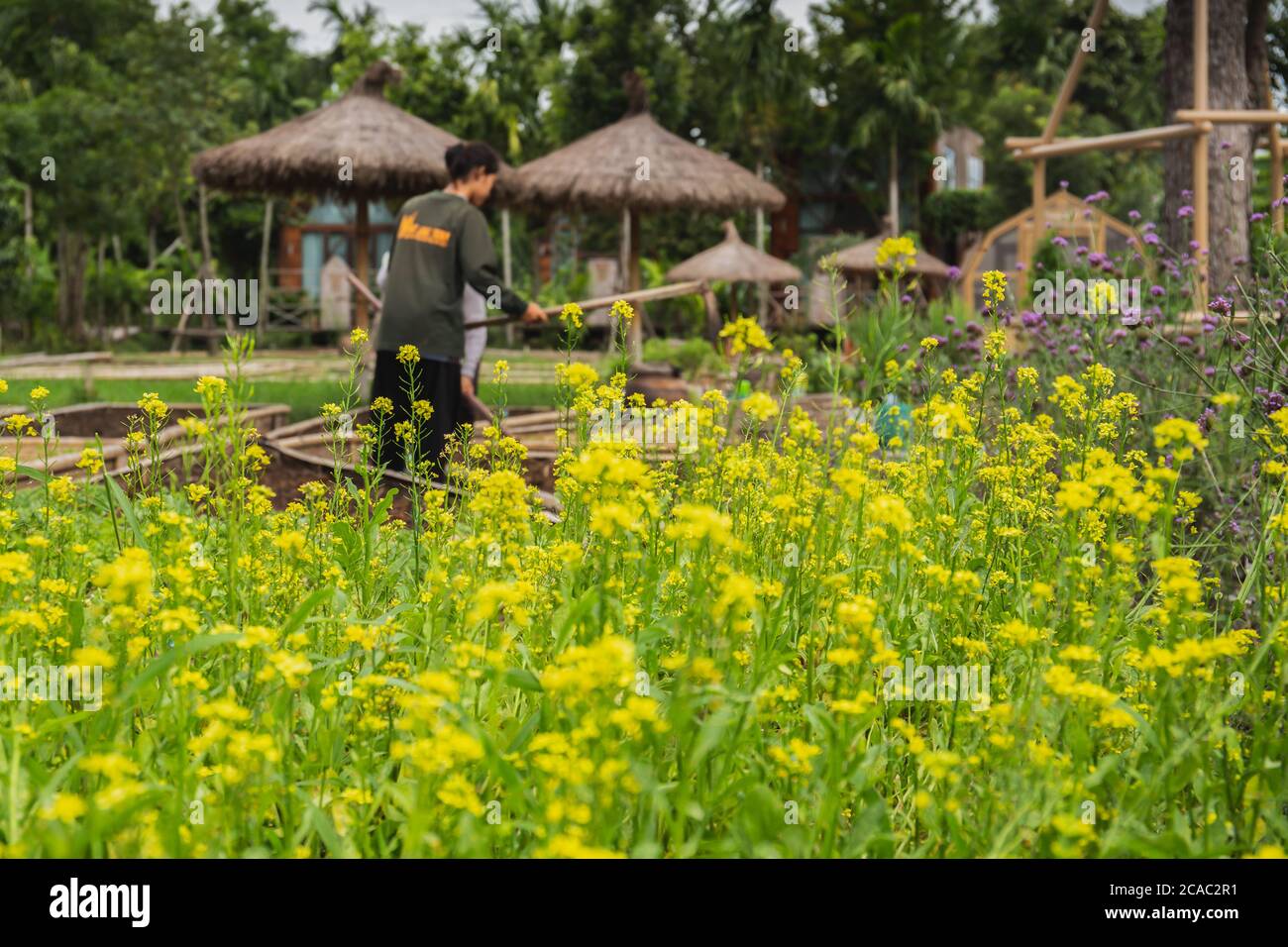 Yellow flower of fresh organic Chinese Cabbage or Choi sum vegetable in ...