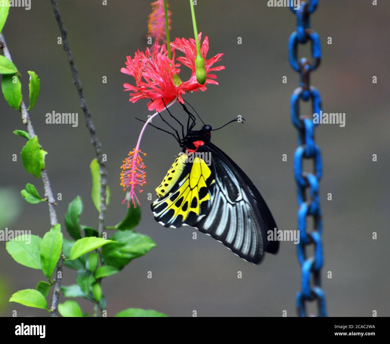 Triodes helena butterfly hi-res stock photography and images - Alamy