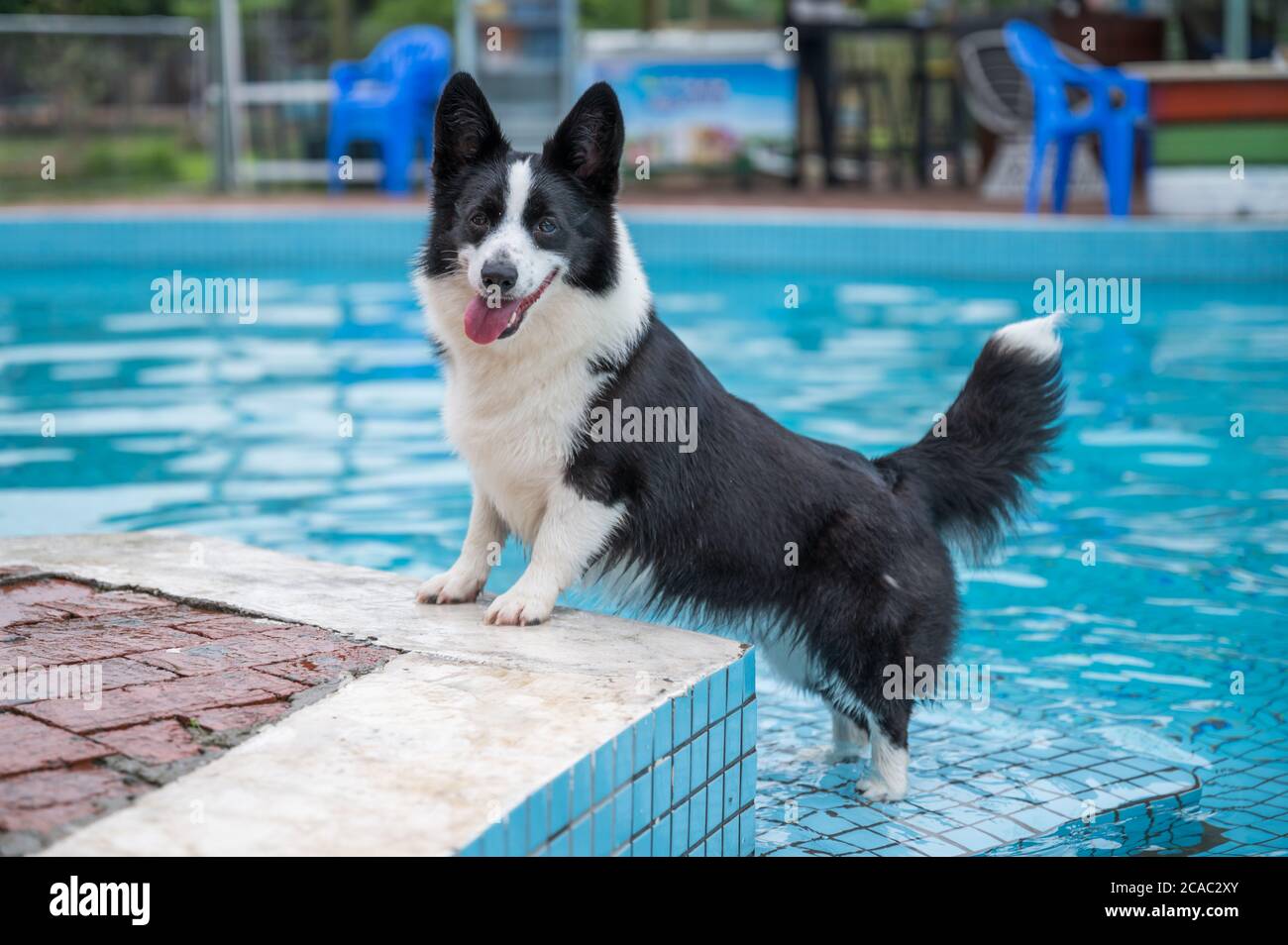 Corgi dog playing by the pool Stock Photo - Alamy