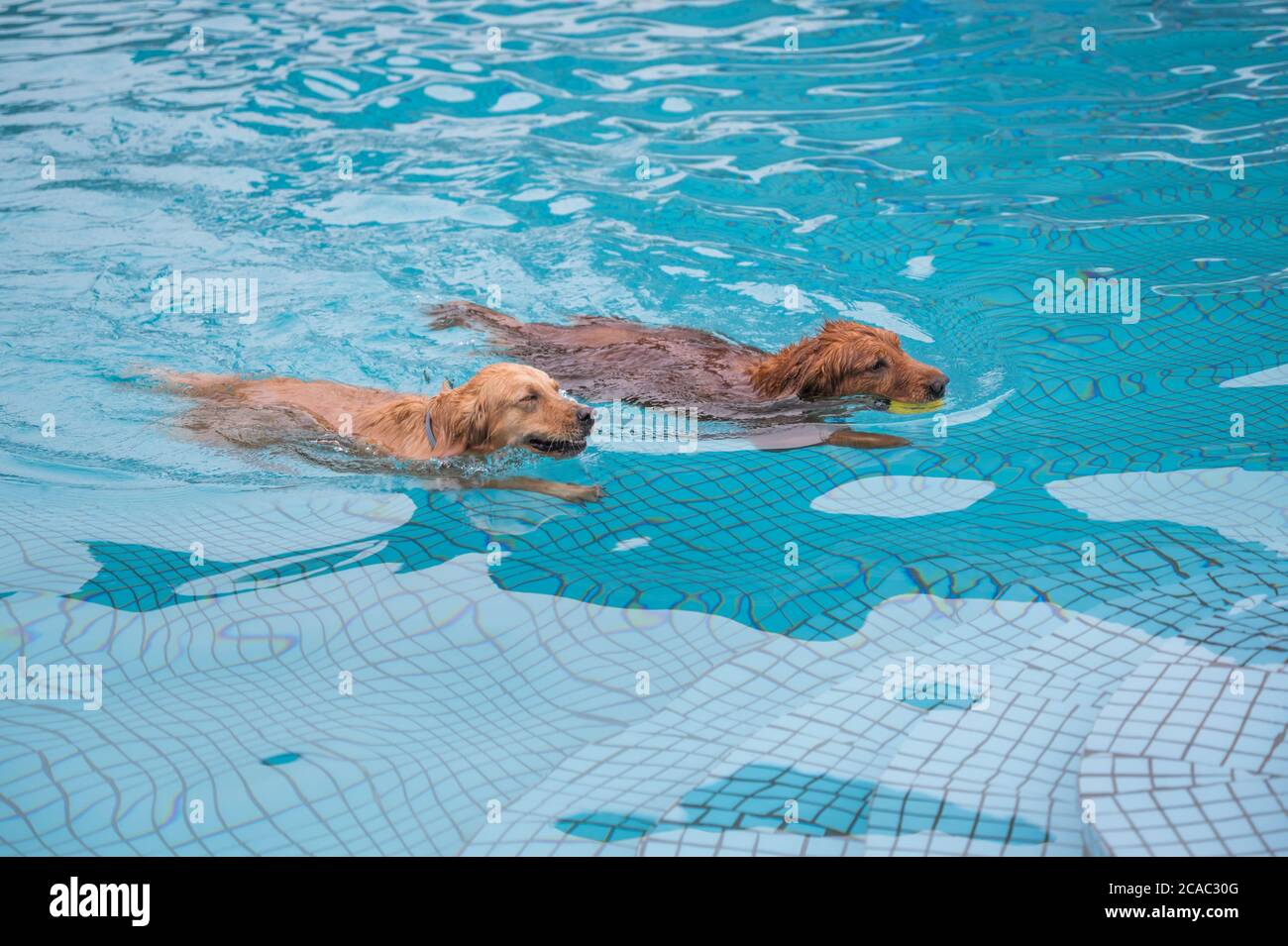 Golden retriever swimming and playing in the pool Stock Photo - Alamy