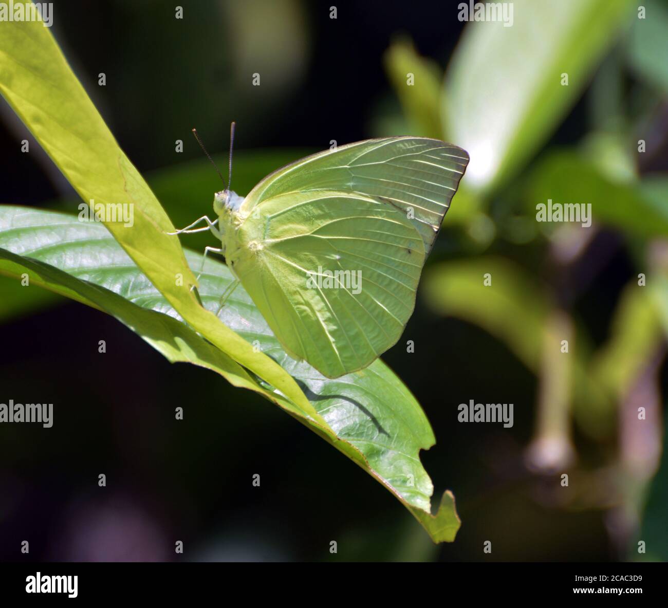 Indian common emigrant hi-res stock photography and images - Alamy