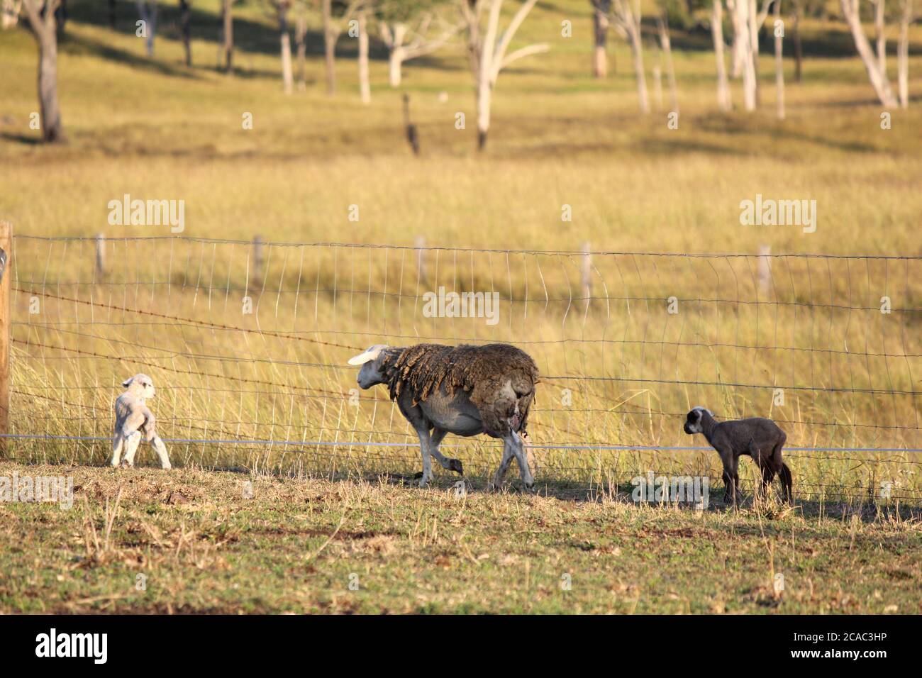 Australian Grazing Country High Resolution Stock Photography and Images ...