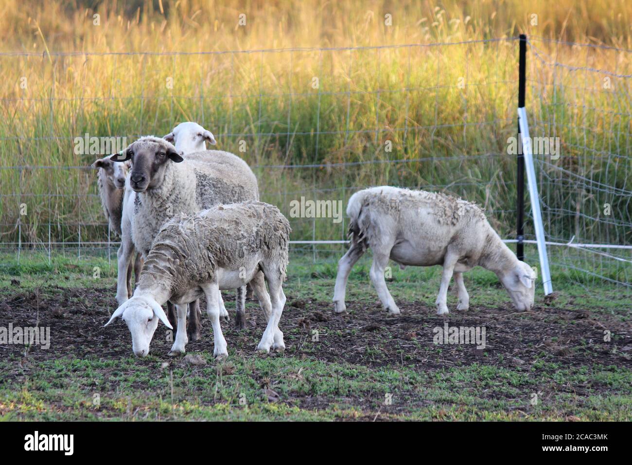 Australian Sheep on a Farm in the paddocks Stock Photo - Alamy