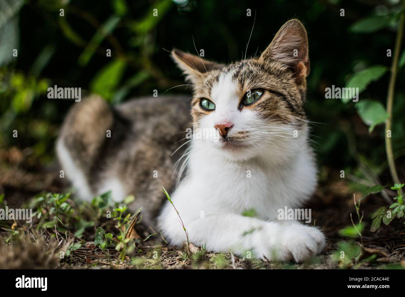 white and brown stray cat looking away from the camera in nature with ...