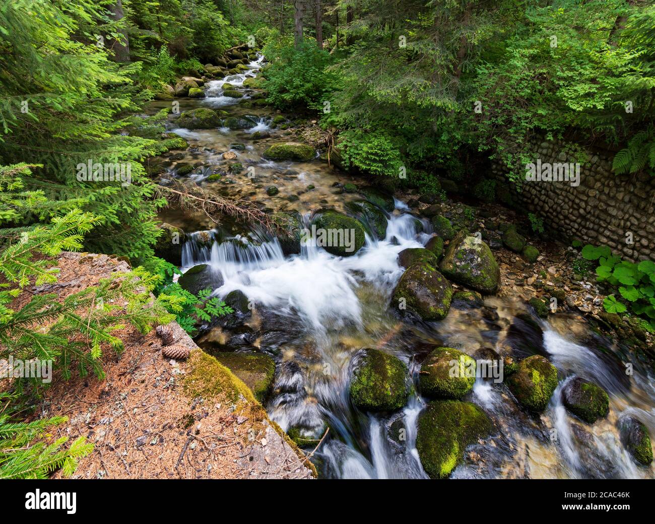Small stream in the forest Stock Photo - Alamy