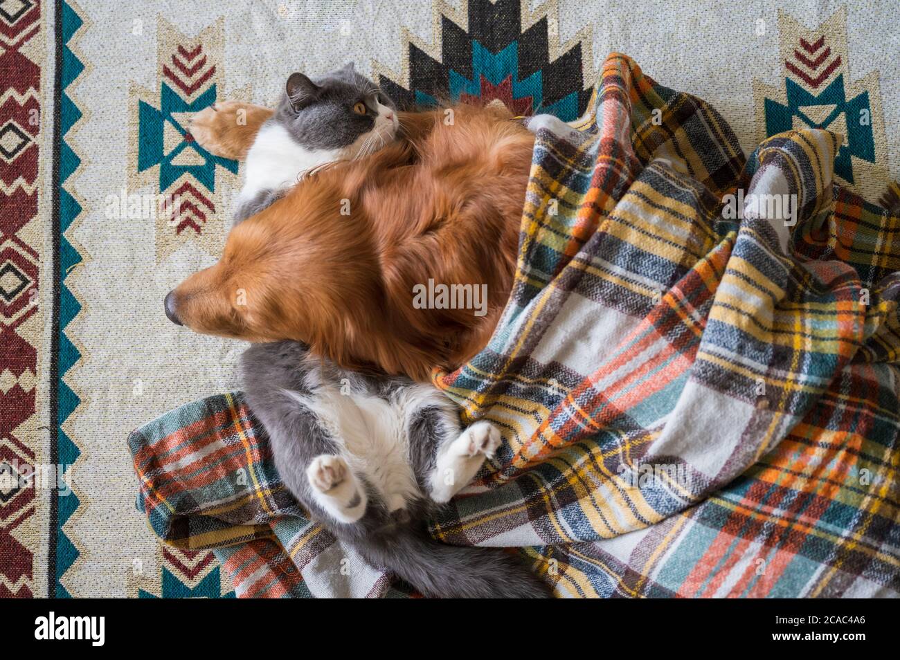 Golden Retriever and British Shorthair cat hug under blanket Stock ...