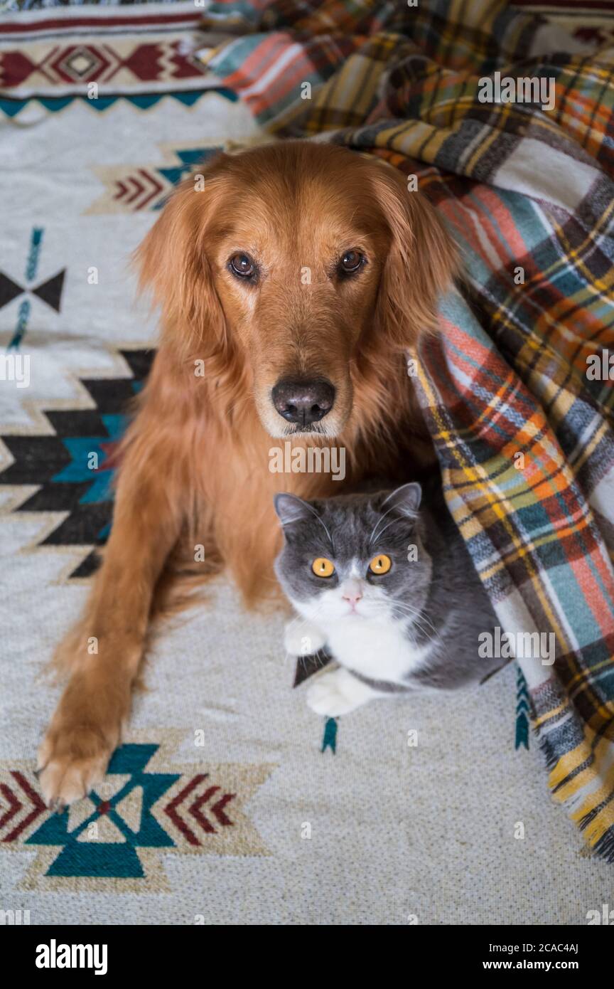Golden Retriever and British Shorthair cat hug under blanket Stock ...