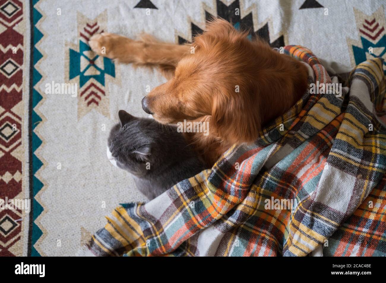Golden Retriever and British Shorthair cat hug under blanket Stock ...