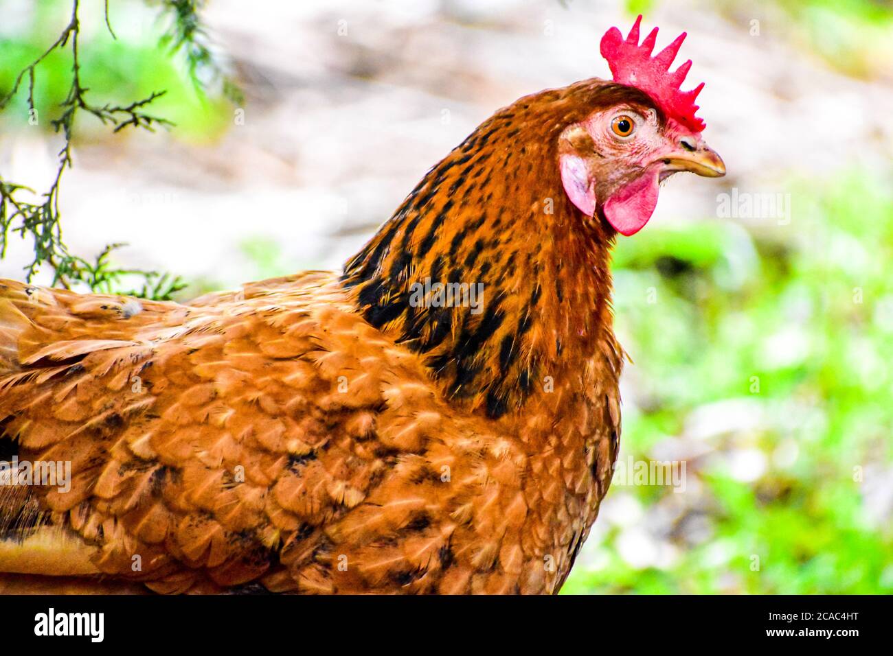 A side view of a hen with sharp eyes open and crown at the top .A ...
