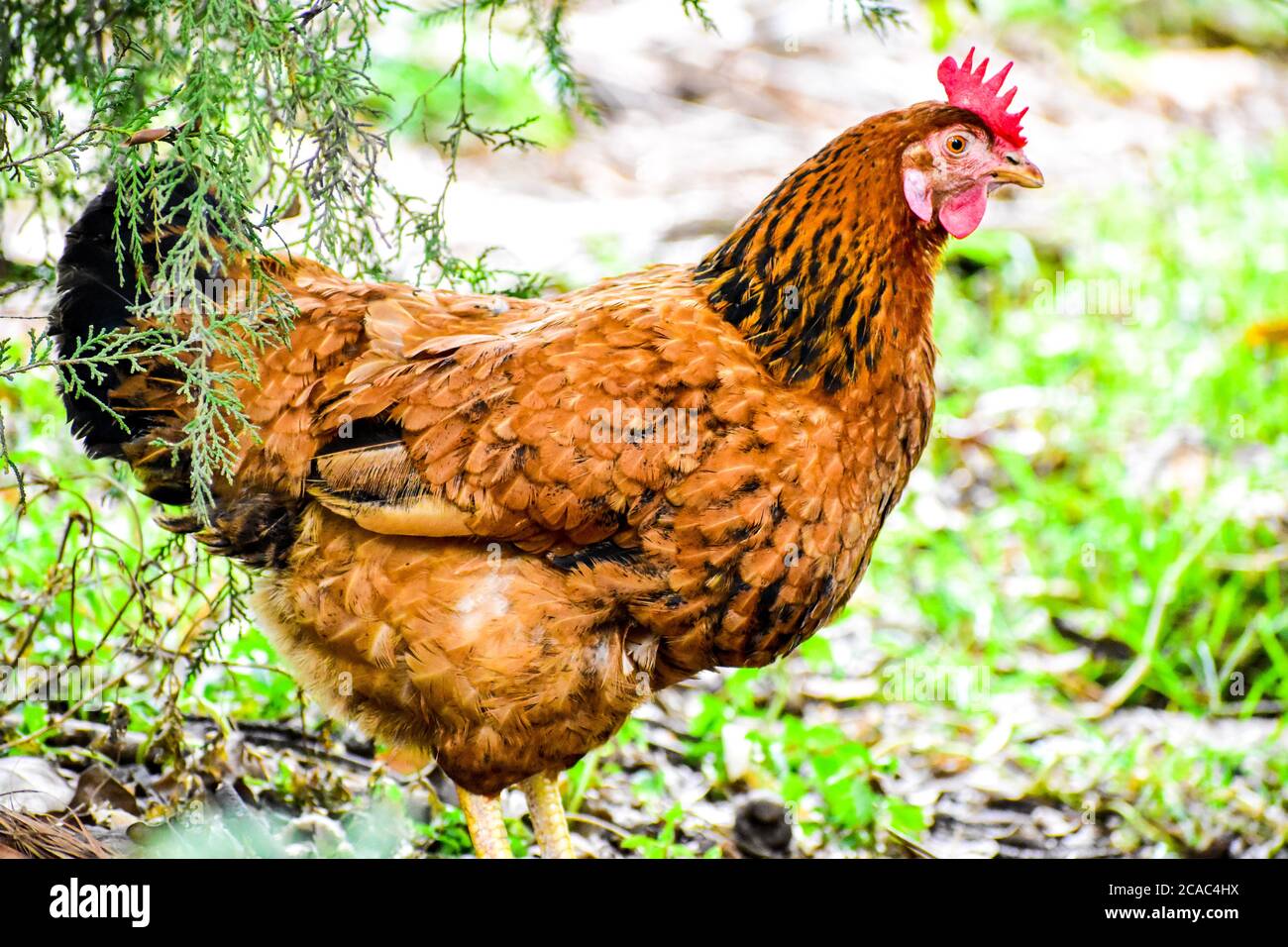 A side view of a hen with sharp eyes open and crown at the top .A ...