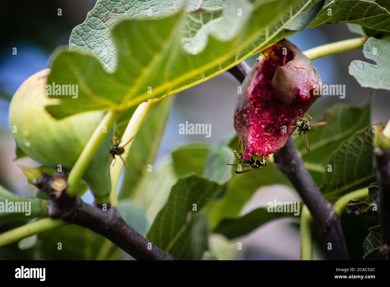 Overripe figs hi-res stock photography and images - Alamy