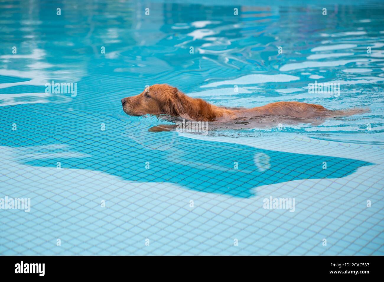 Golden retriever swimming in the pool Stock Photo - Alamy