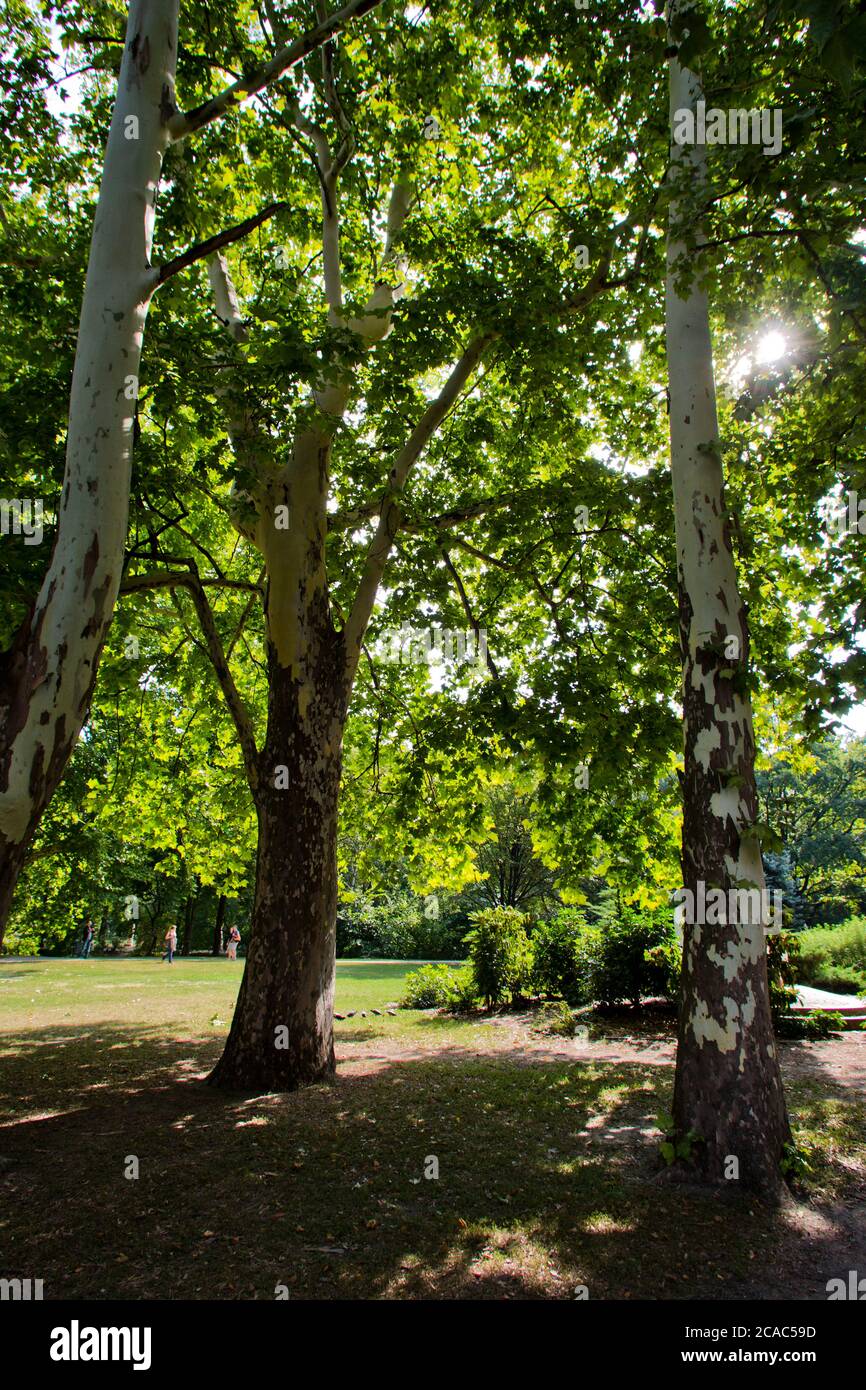 The Budapest City Park, also known as Városliget Park Stock Photo - Alamy
