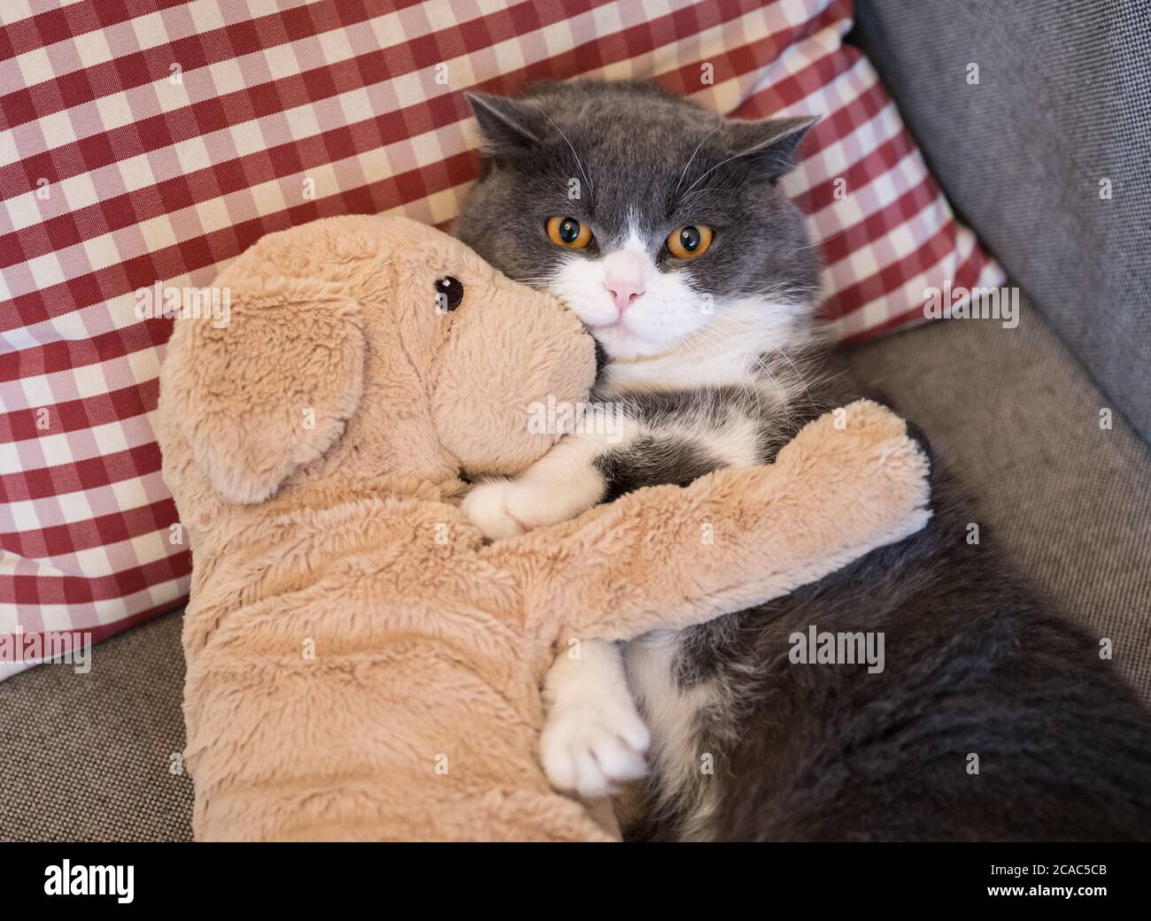 British shorthair cat holding puppy rag doll Stock Photo - Alamy