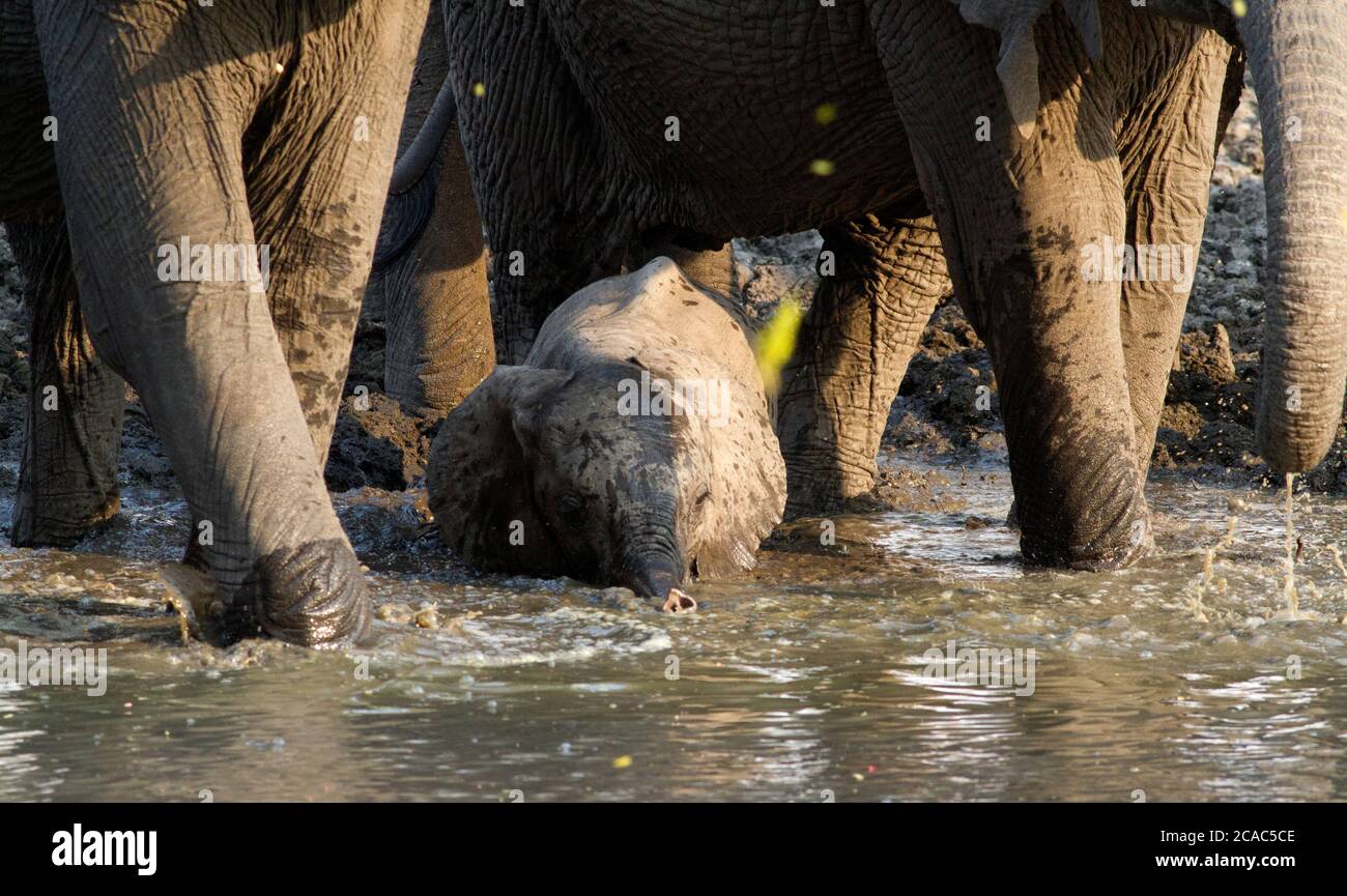 Using trunk muscles hi-res stock photography and images - Alamy