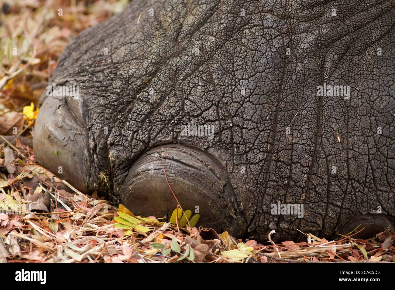 The toenails of an Elephant are embedded in the thick skin of the foot ...