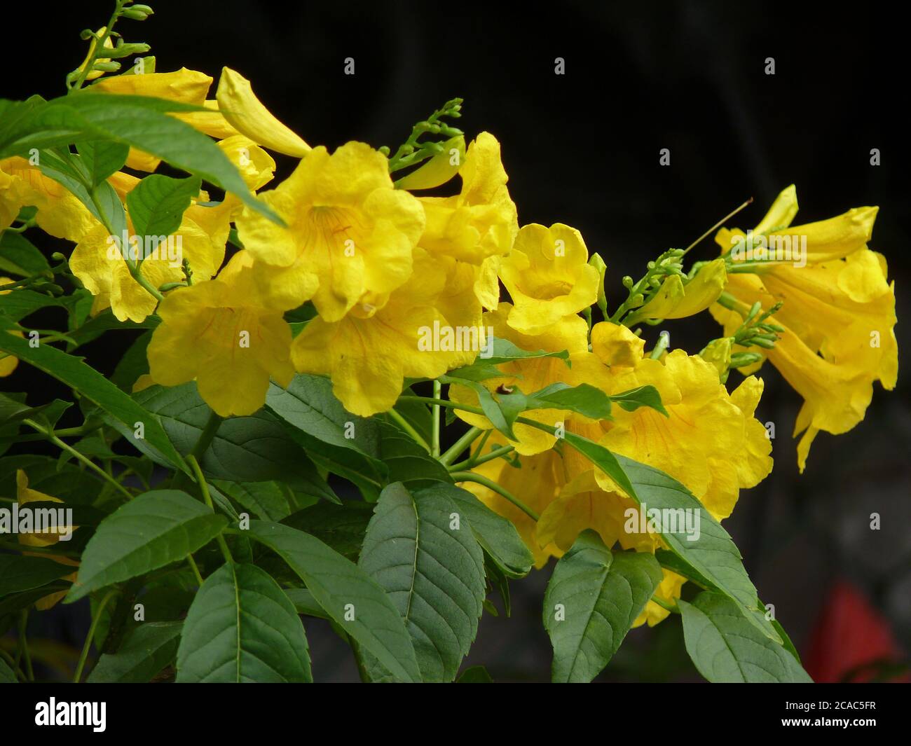 Closeup of Yellow elders under the sunlight with a dark blurry ...