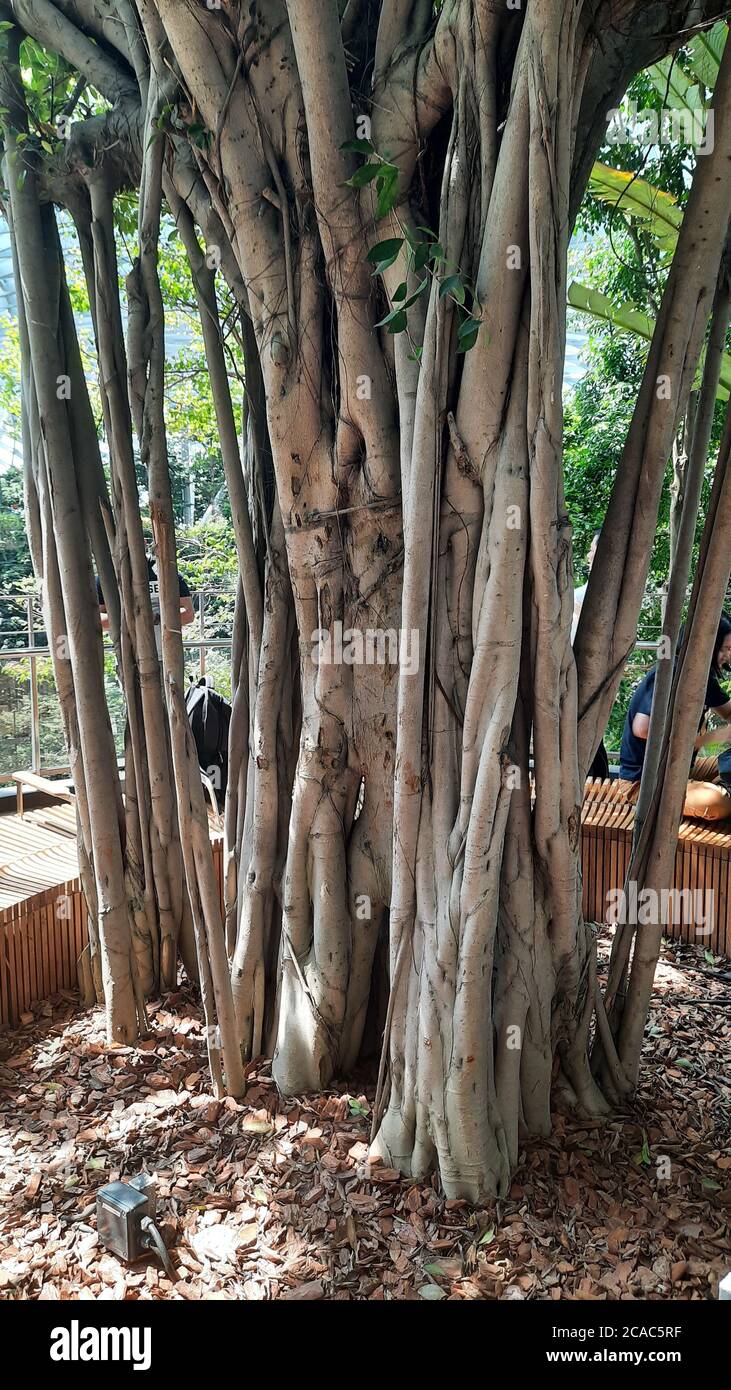 Interior shot singapore changi hi-res stock photography and images - Alamy