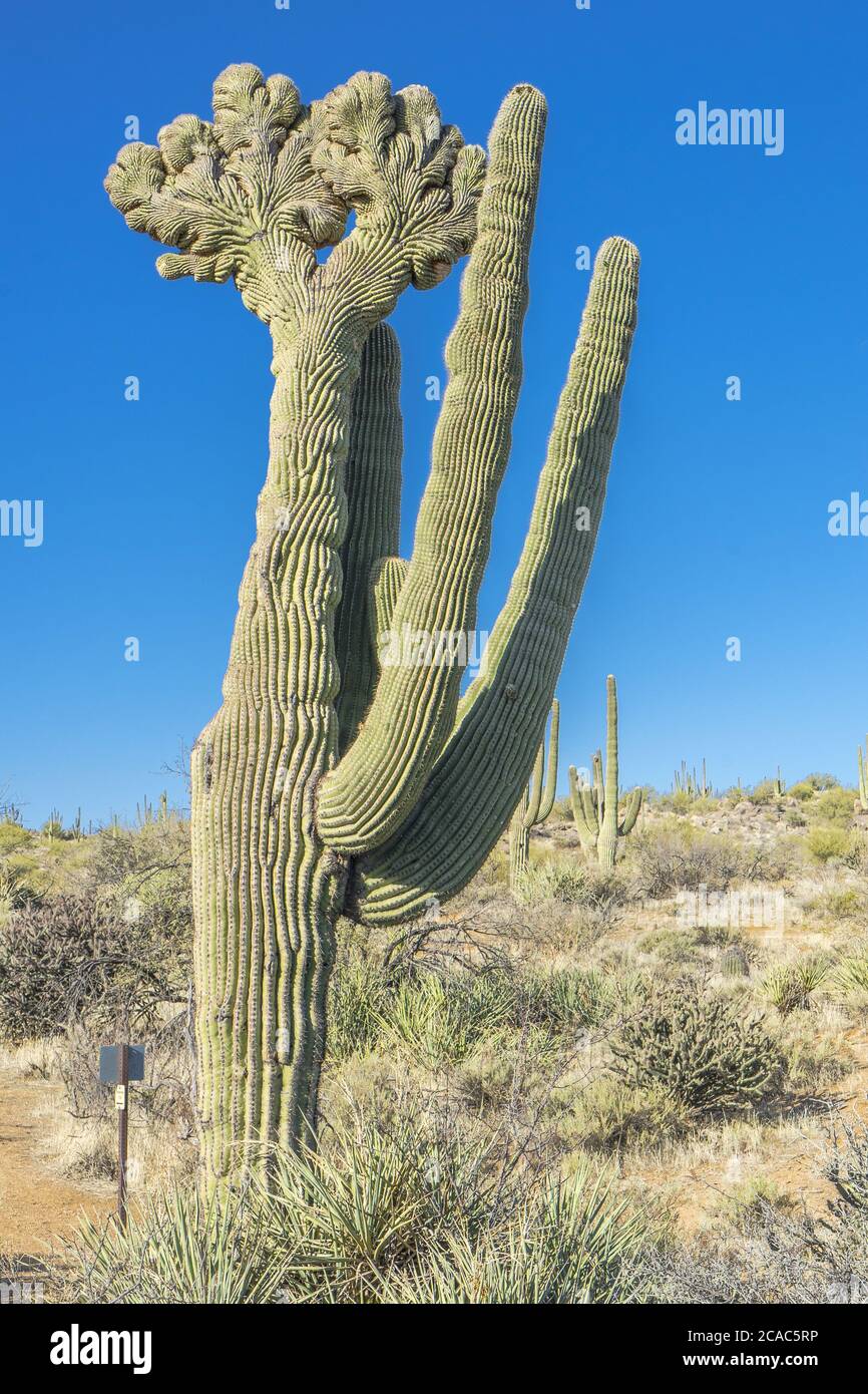 Giant crested saguaro plant in the desert under the blue sky Stock ...