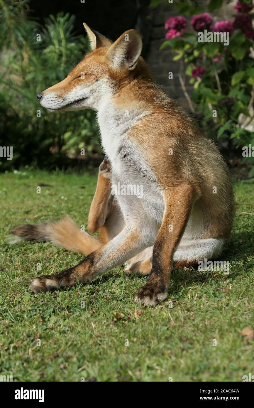 Foxy Red Coat High Resolution Stock Photography and Images - Alamy