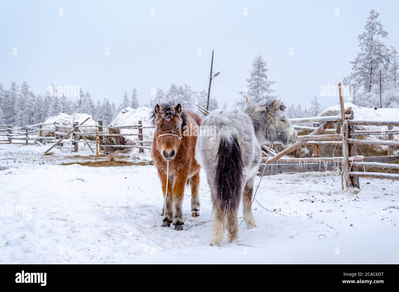 Yakut horses in the village of Oymyakon, the temperature of -40 degrees ...