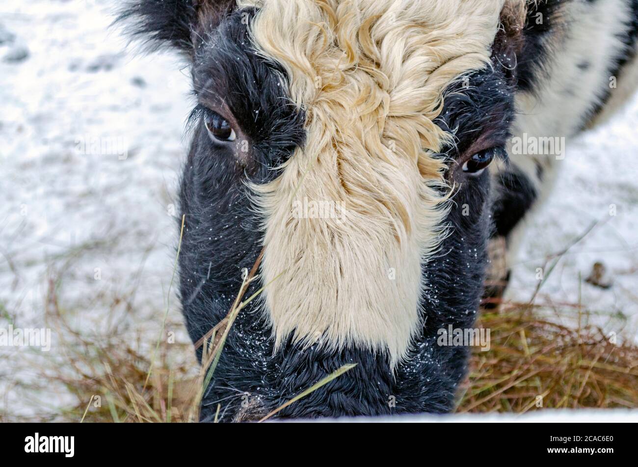 Yakutia nature hi-res stock photography and images - Alamy