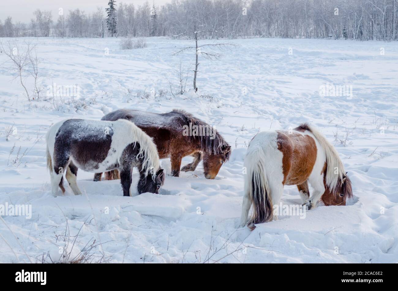 Yakut horses in the village of Oymyakon, the temperature of -40 degrees ...