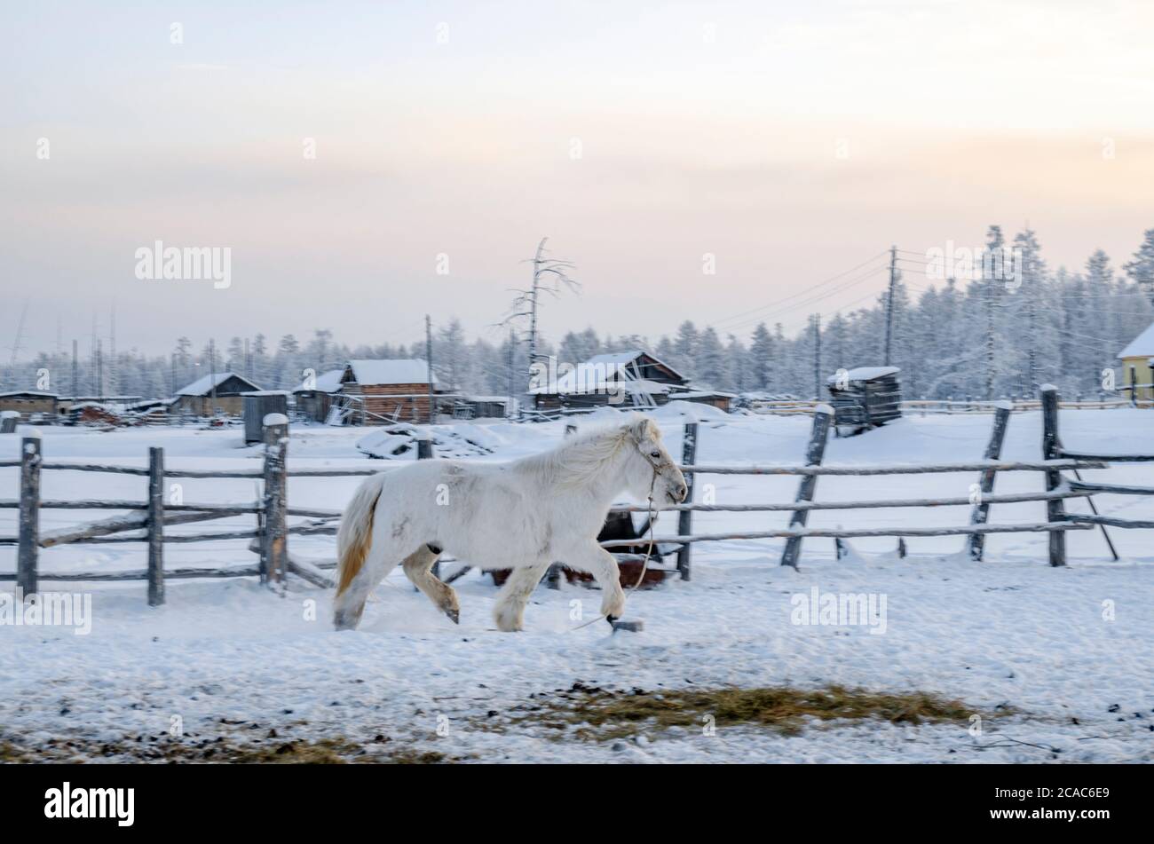 Yakut hi-res stock photography and images - Alamy