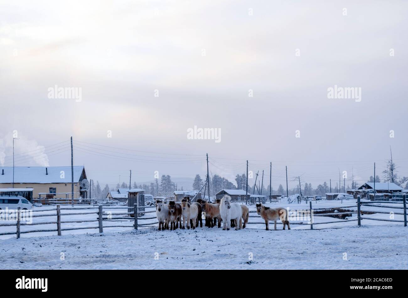 Yakut horses in the village of Oymyakon, the temperature of -40 degrees ...