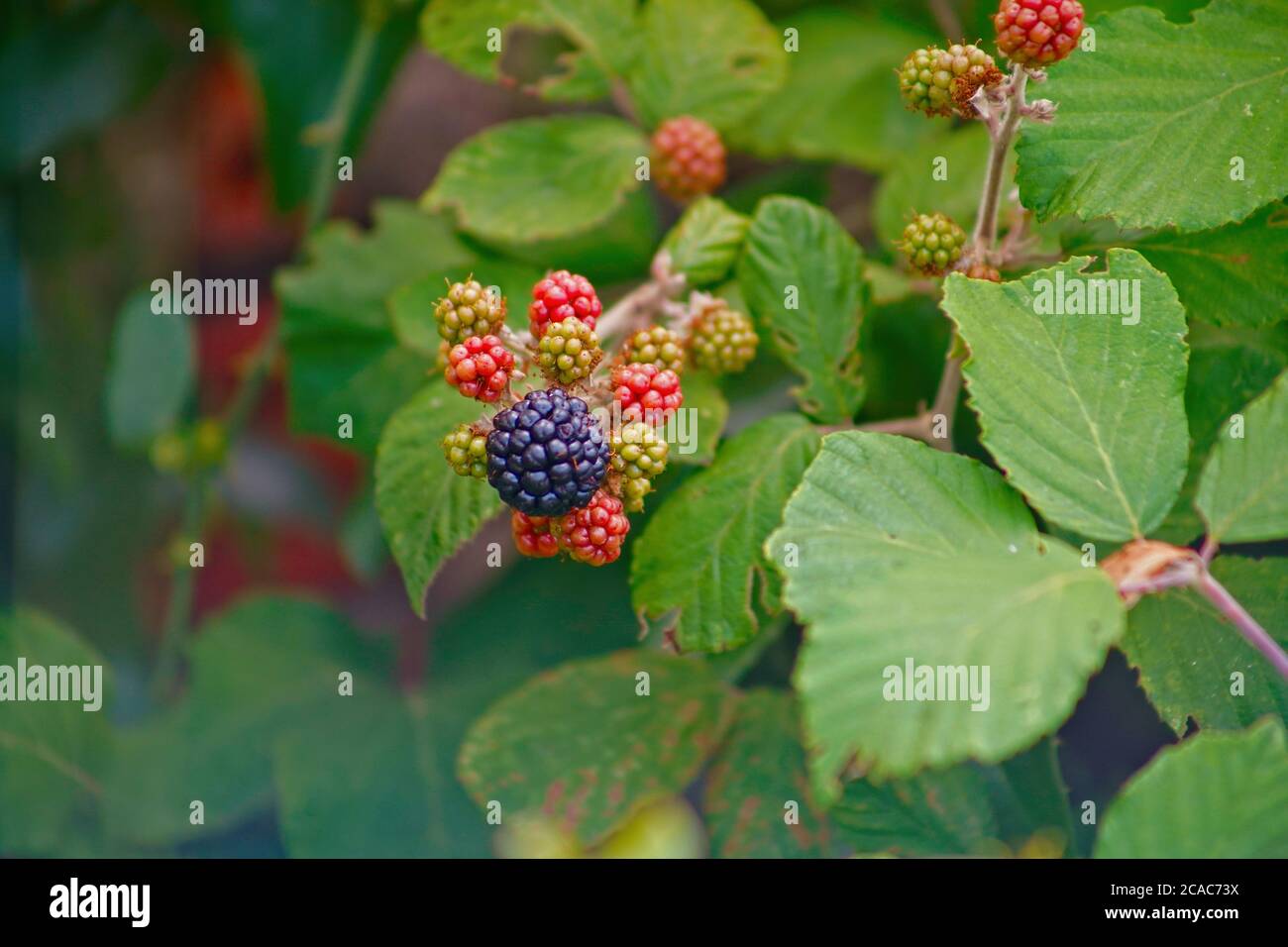 wild berries taken in nature Stock Photo - Alamy