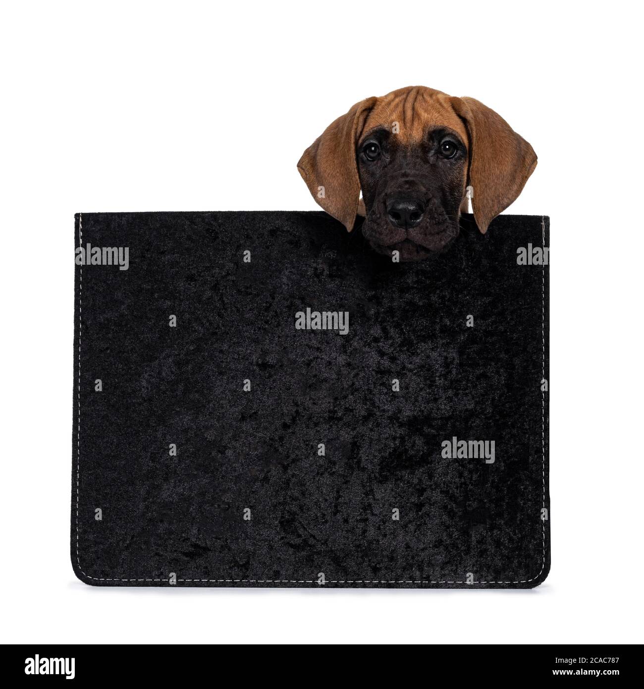 Front paws over edge hi-res stock photography and images - Alamy
