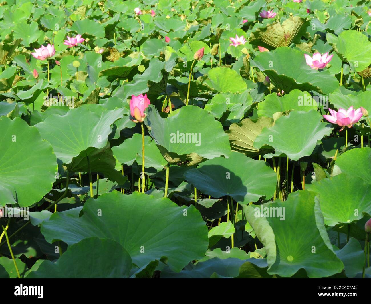 Closeup shot pink lotuses with big green leaves Stock Photo - Alamy